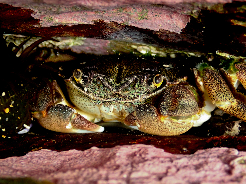 Shiny Bait Crab from Winnie Bay, Copacabana NSW, Australia on December ...