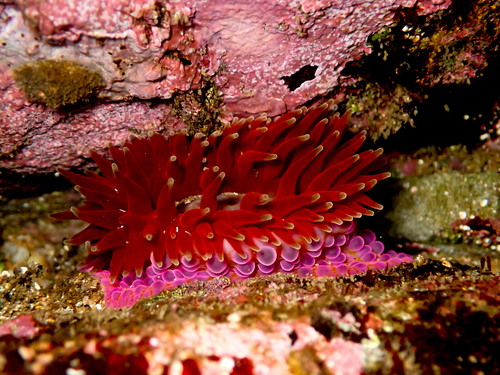 mulberry anemone from Winnie Bay, Copacabana NSW, Australia on ...