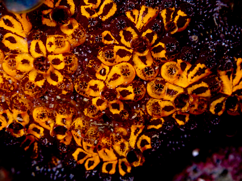 Botrylloides from Winnie Bay, Copacabana NSW, Australia on August 28 ...