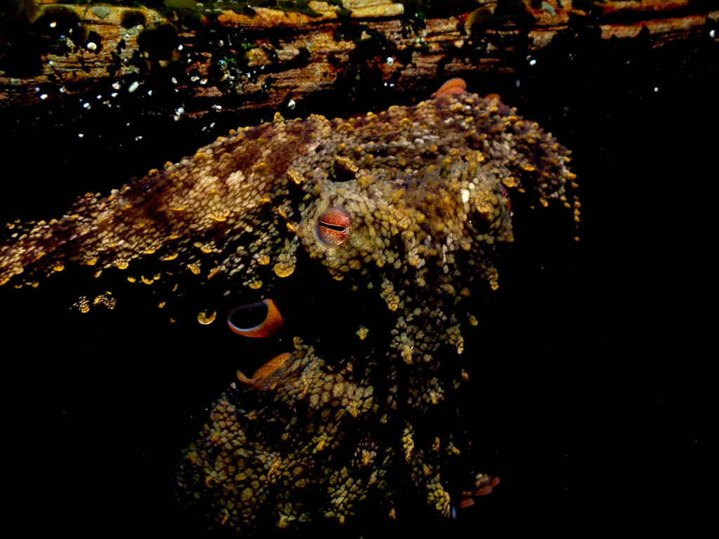 Common Sydney Octopus from Winnie Bay, Copacabana NSW, Australia on ...