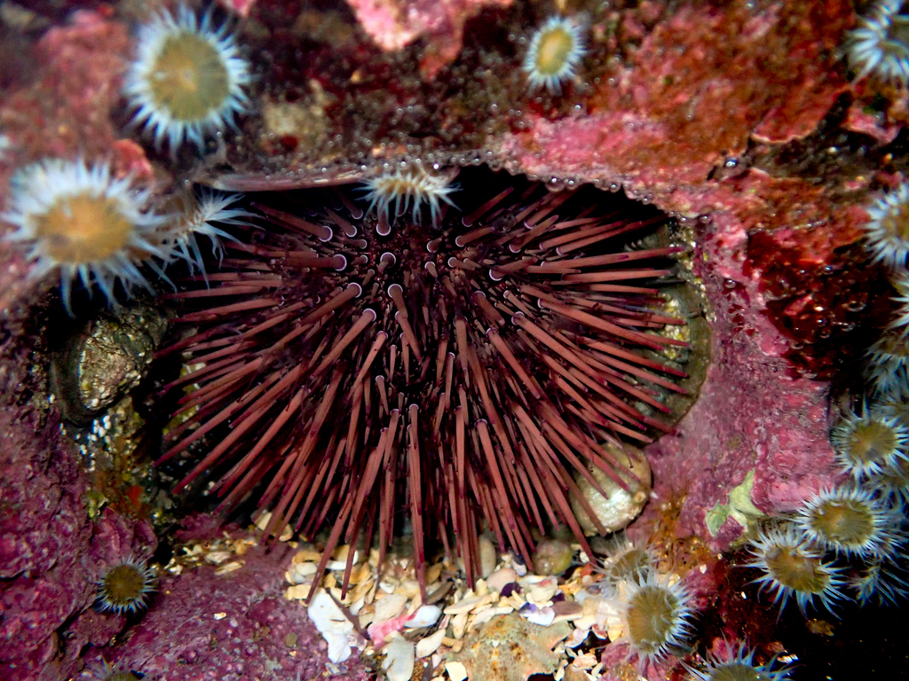 Western Pacific purple sea urchin from Winnie Bay, Copacabana NSW ...
