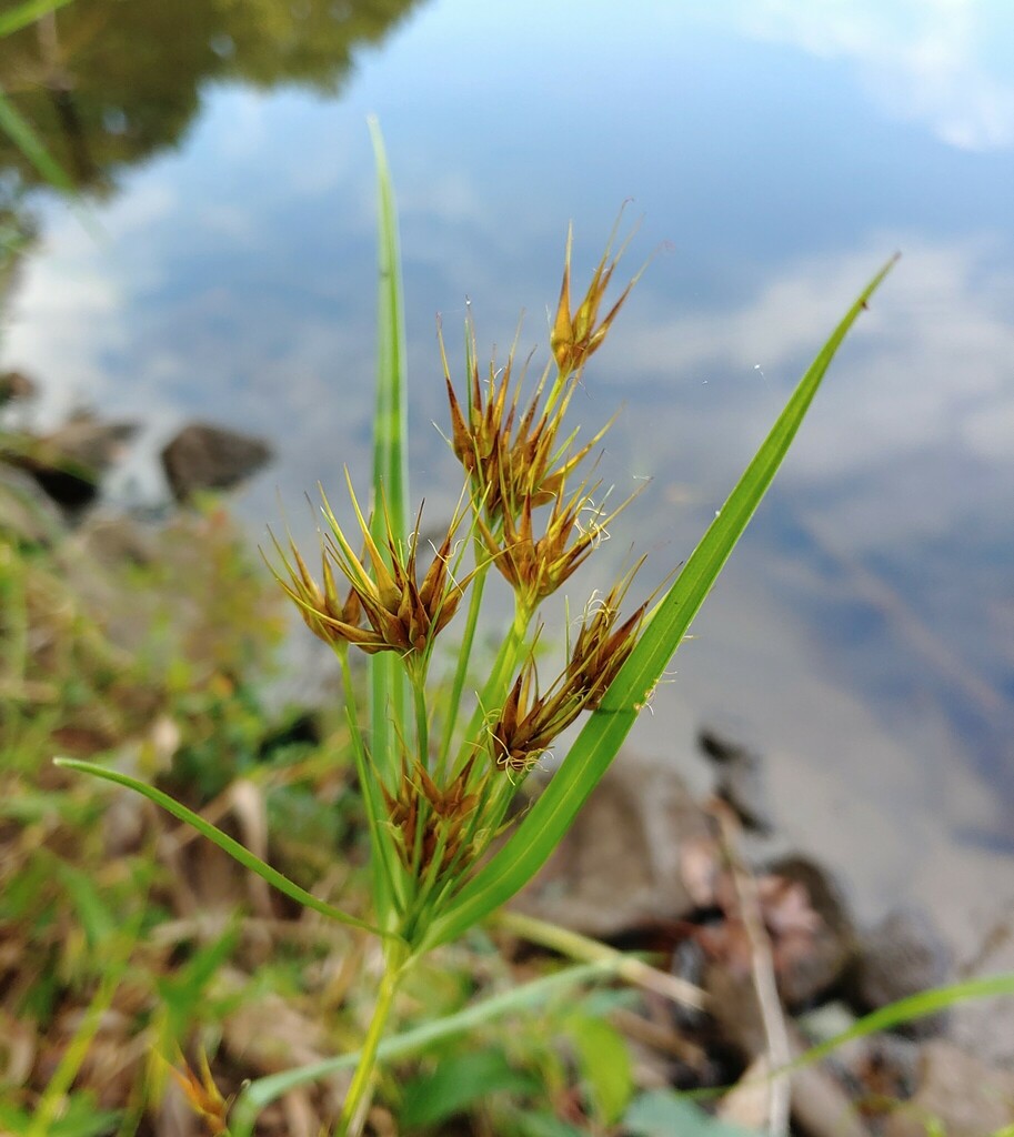 Tall Beakrush from Dekalb County, GA, USA on September 09, 2023 at 11: ...