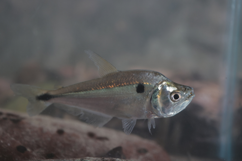 Roeboides from Province de San Martín, Pérou on August 30, 2023 at 12: ...
