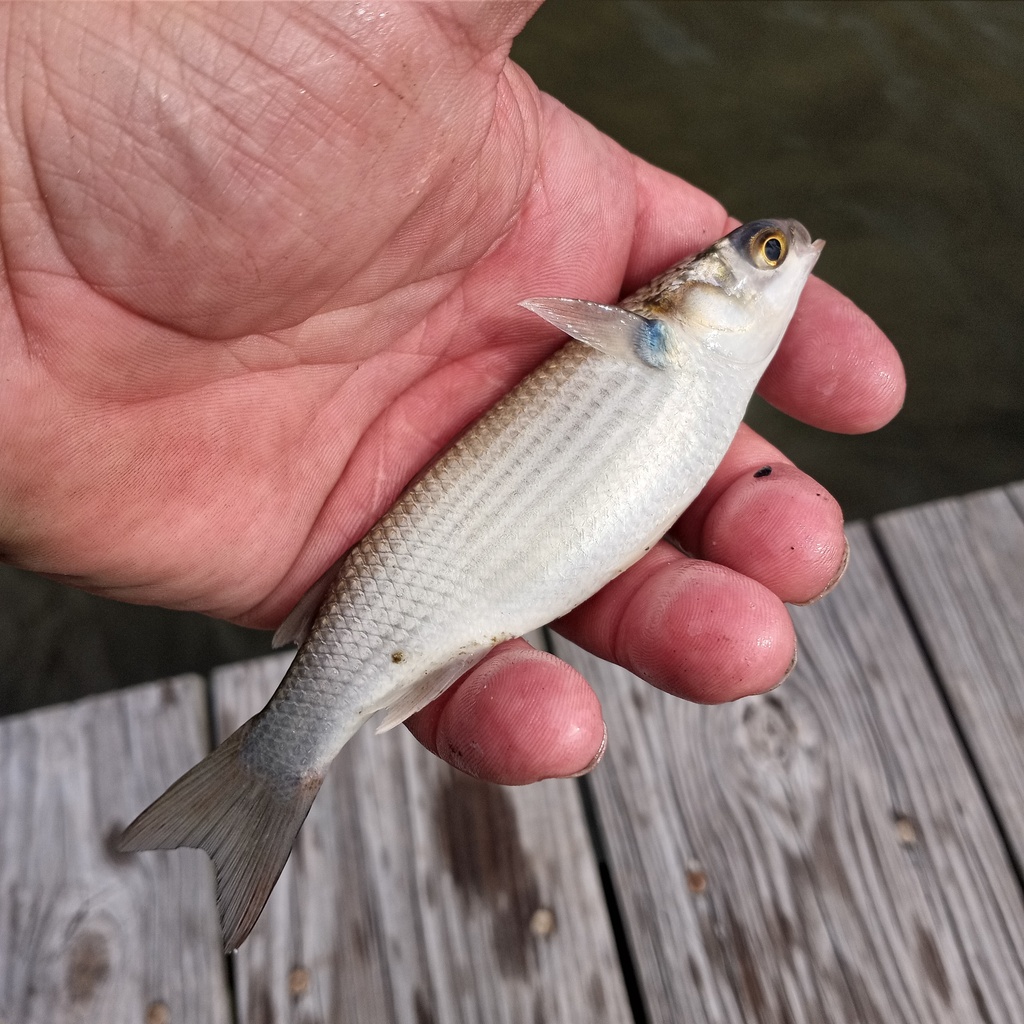 Sea Mullet from Worcester County, MD, USA on September 9, 2023 at 03:37 ...
