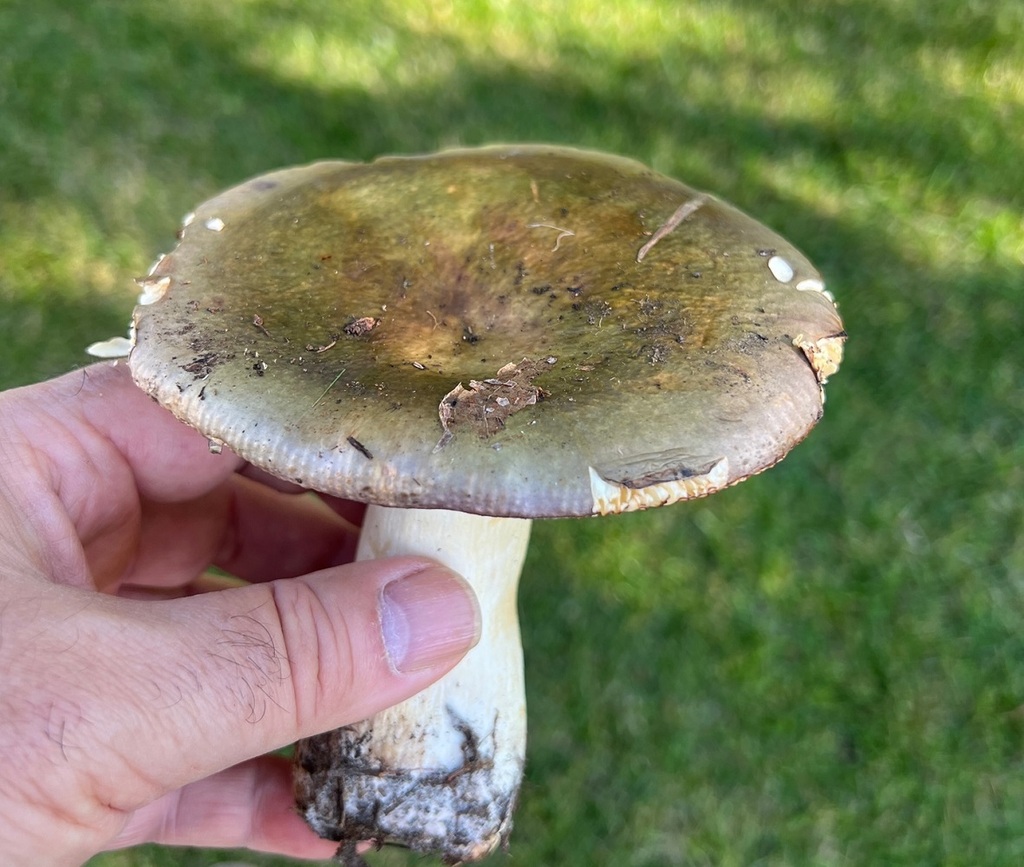Russula serissima in September 2023 by Joe Matanzas. Under spruce mix ...