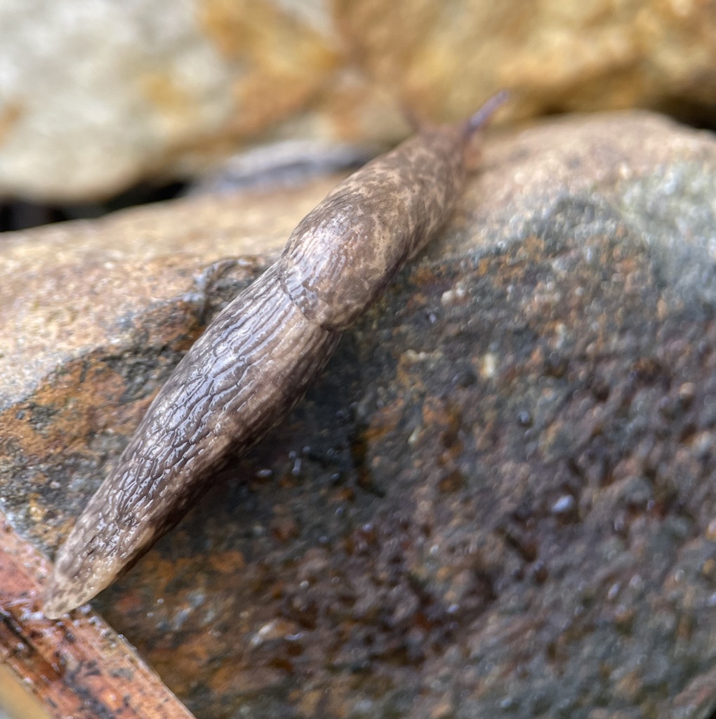 Milky Slug from Boundary Tk E, Frankston South, VIC, AU on September 10 ...