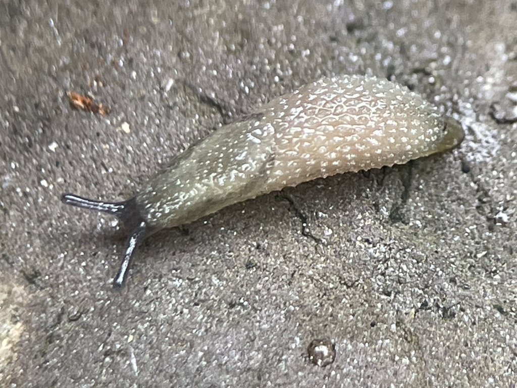 Hedgehog Slug from Boundary Tk E, Frankston South, VIC, AU on September ...