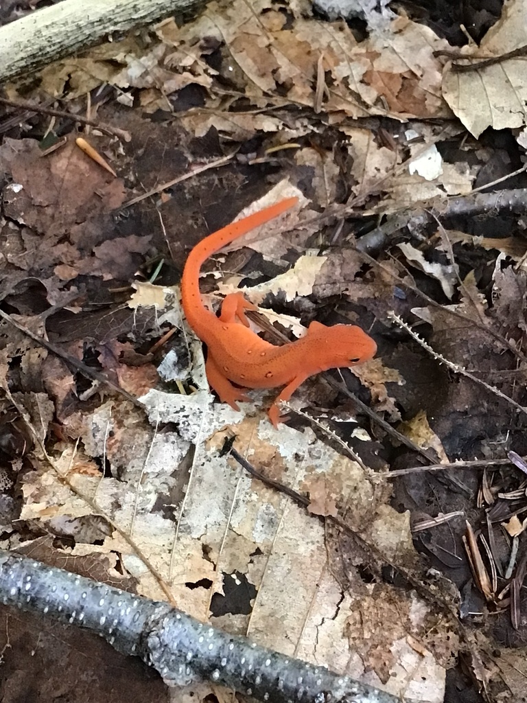 Eastern Newt from Upper Cold River Rd, Shrewsbury,Vermont on September ...