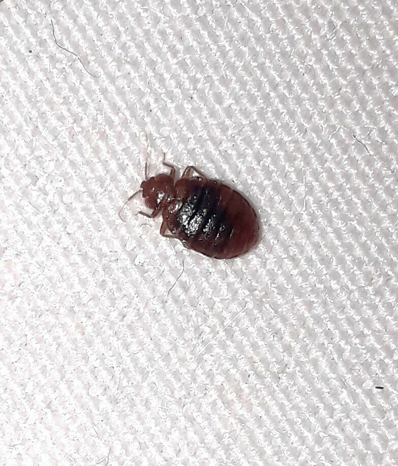 Common Bed Bug from Nativitas, Ciudad de México, CDMX, México on ...