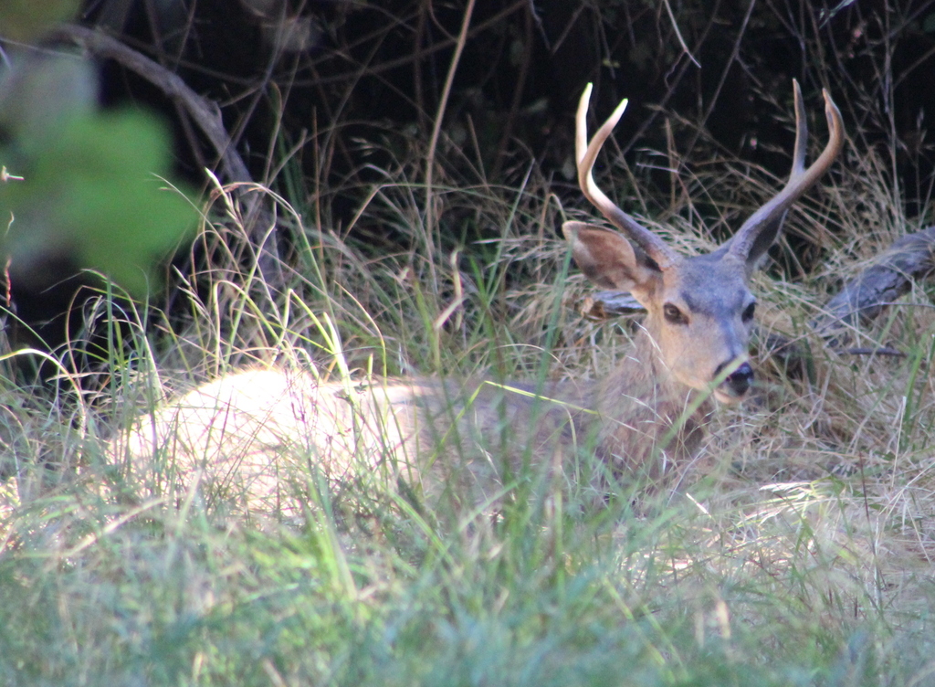 Mule Deer from Carmichael, CA, USA on September 9, 2023 at 10:23 AM by ...