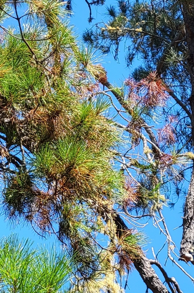 Pine Pitch Canker from Monterey, CA 93940, USA on August 27, 2023 at 01 ...
