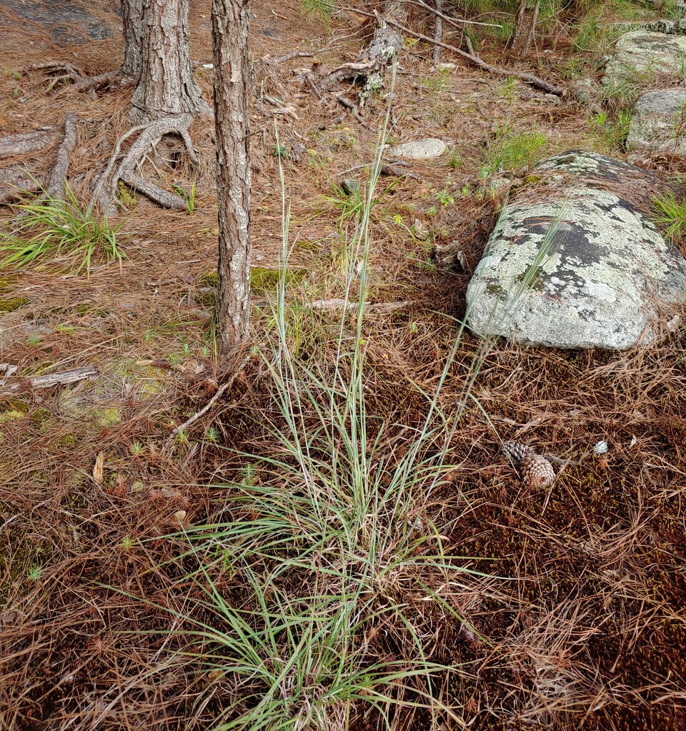 splitbeard bluestem from Dekalb County, GA, USA on September 9, 2023 at ...