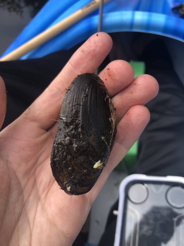 Black Sandshell from Cloquet River, Saginaw, MN, US on September 9 ...