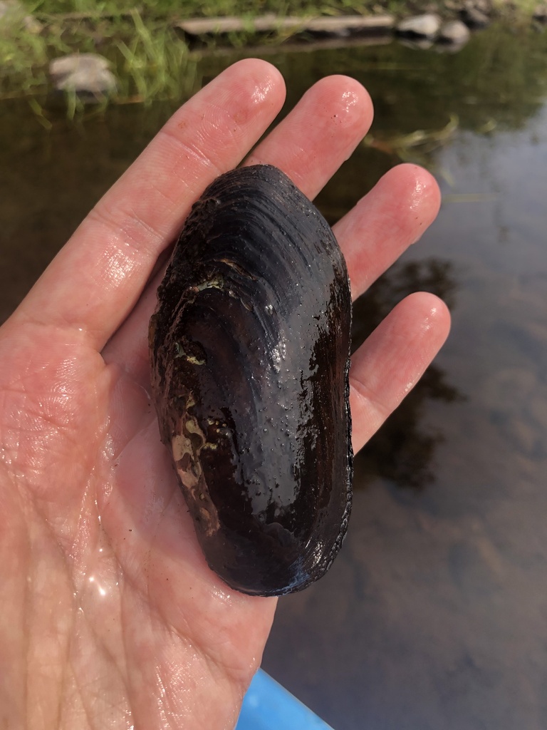Black Sandshell from Saginaw, MN, US on September 9, 2023 at 11:13 AM ...