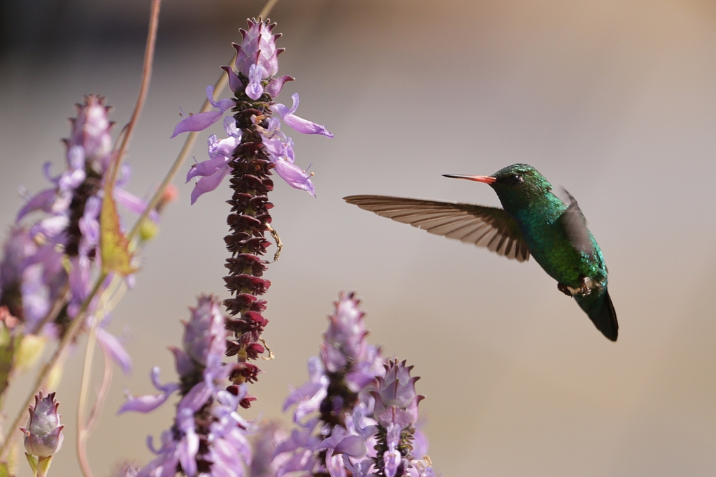 Glittering-bellied Emerald from Lima Duarte - MG, 36140-000, Brasil on ...