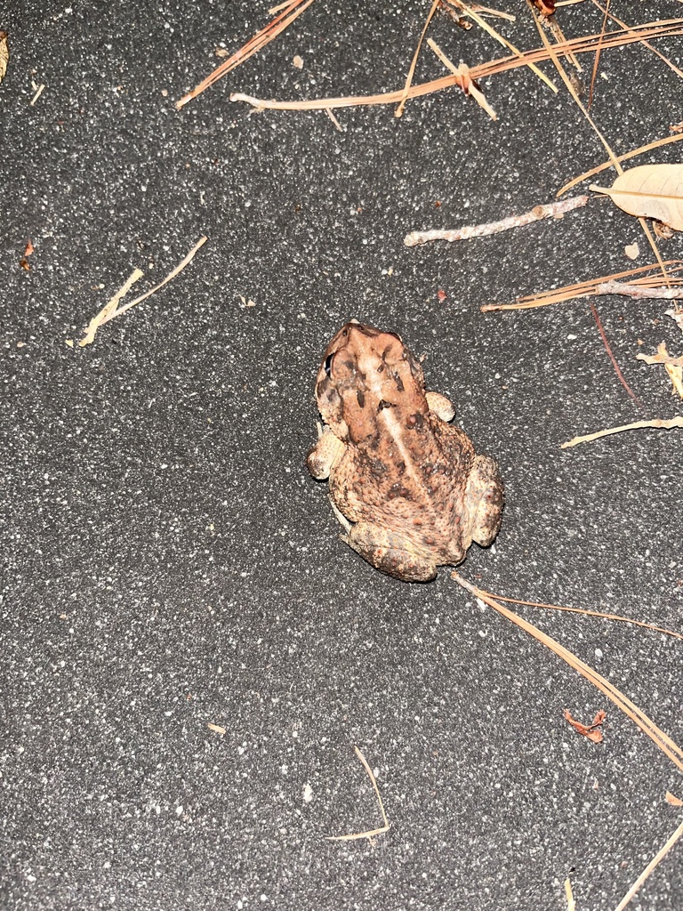 Southern Toad in September 2023 by Matthew · iNaturalist