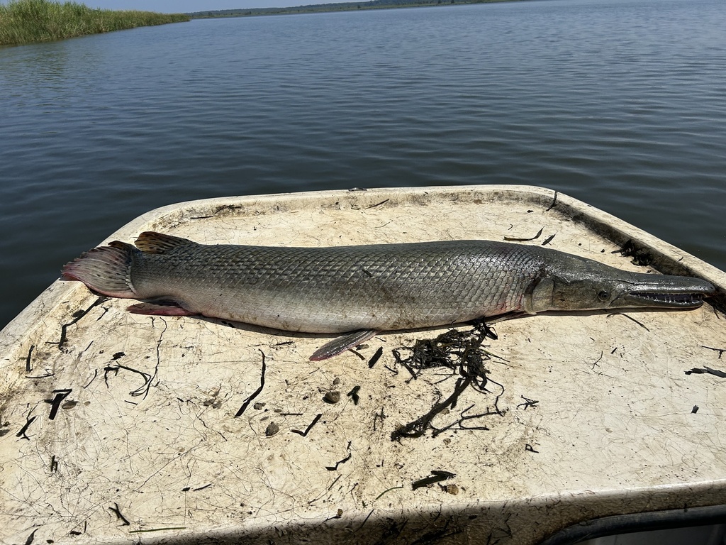 Alligator Gar from Apalachee River, Daphne, AL, US on September 8, 2023 ...