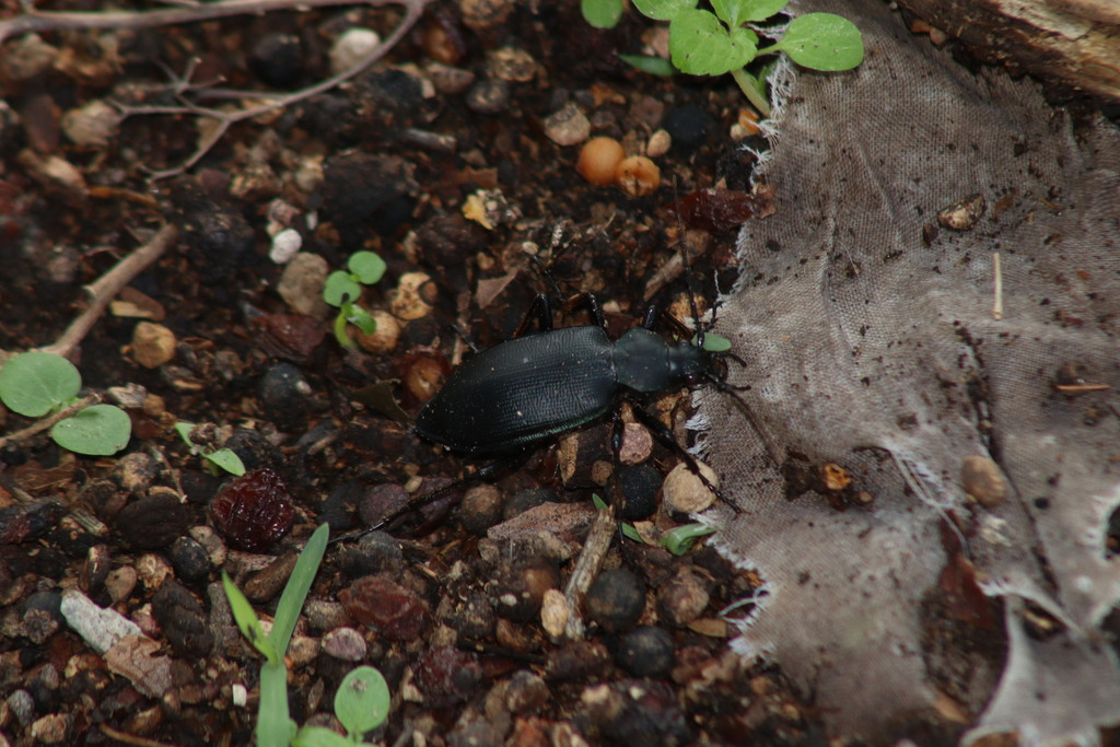 Calosoma angulatum from Huentitán El Bajo, Guadalajara, Jal., México on ...