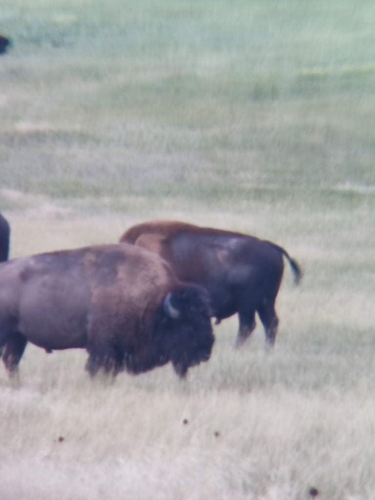 American Bison from Imlay Township, SD, USA on September 9, 2023 at 05: ...