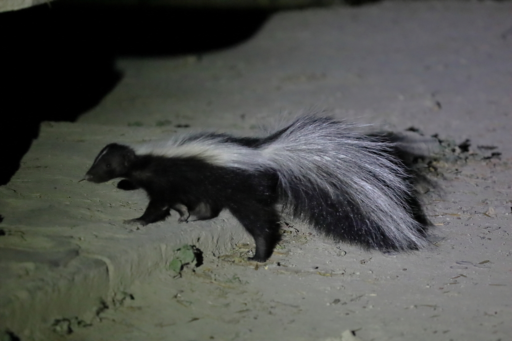 Striped Skunk from Bustamante, N.L., México on September 7, 2023 at 08: ...