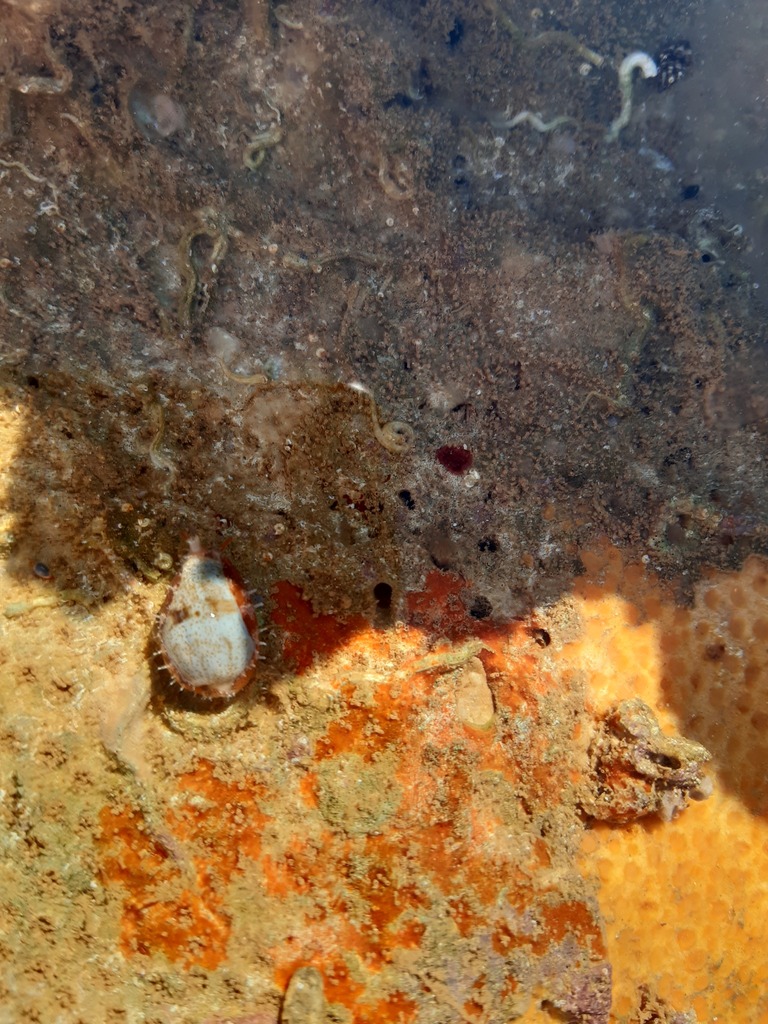 graceful cowrie from Port Hedland, WA, Australia on September 6, 2023 ...