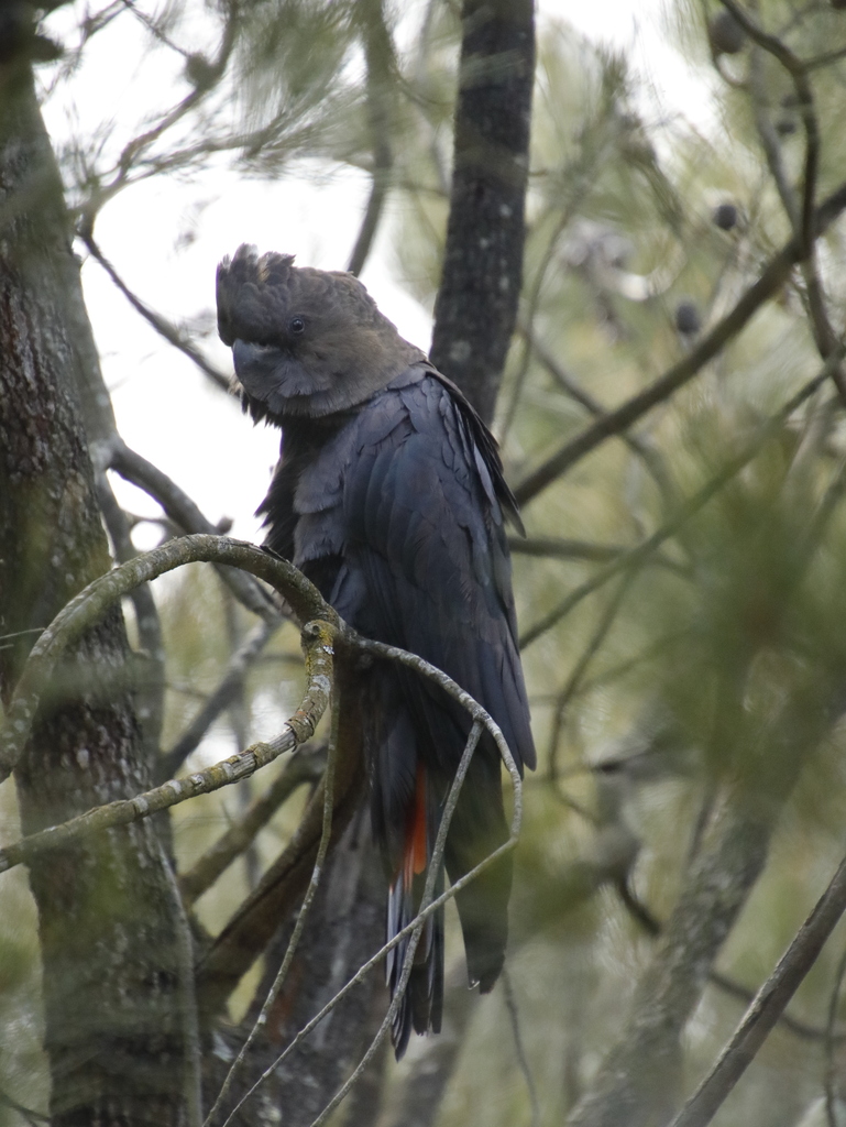 Glossy Black-Cockatoo in September 2023 by Ricardo Simao. Single bird ...