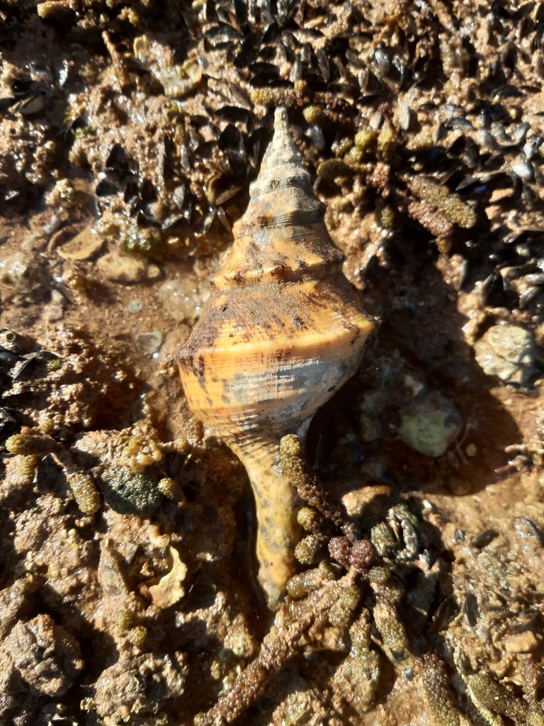 Australian Trumpet from Port Hedland, WA, Australia on September 6 ...