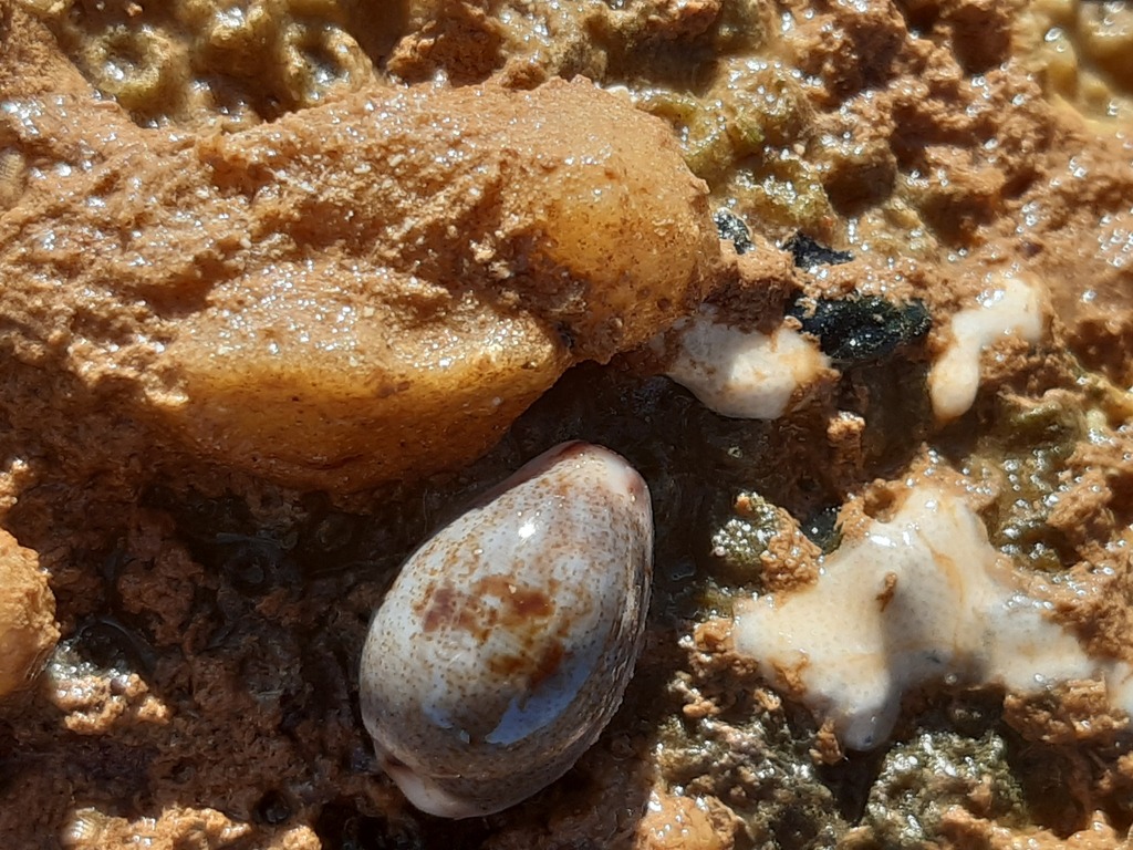graceful cowrie from Port Hedland, WA, Australia on September 6, 2023 ...