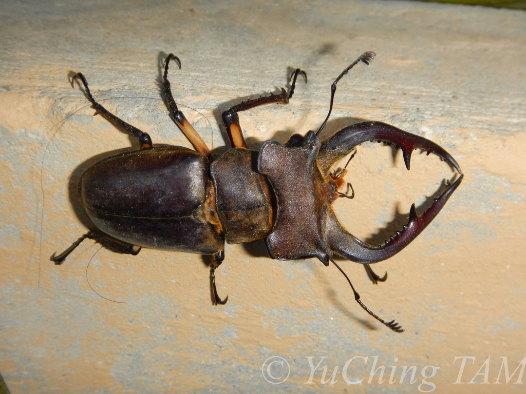 Lucanus cantori in June 2018 by Yu Ching Tam · iNaturalist