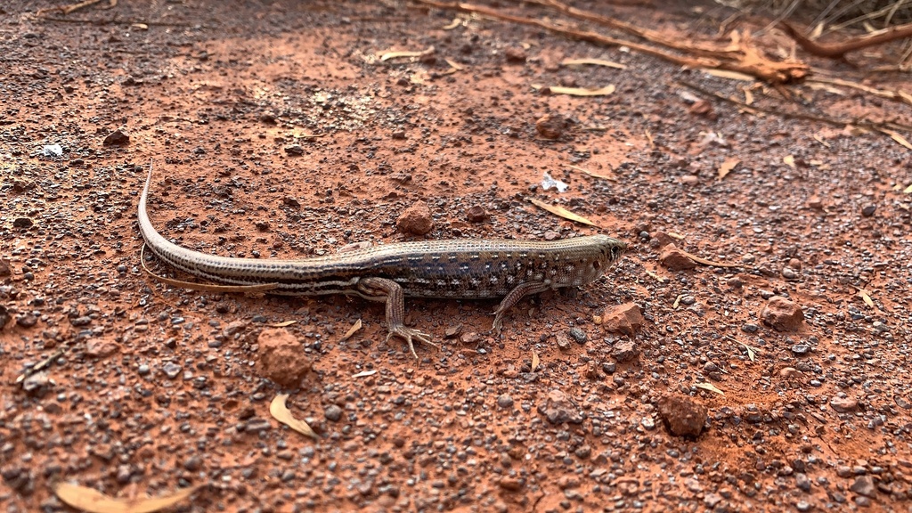Leopard Ctenotus from South Ward, Newman, WA, AU on September 10, 2023 ...