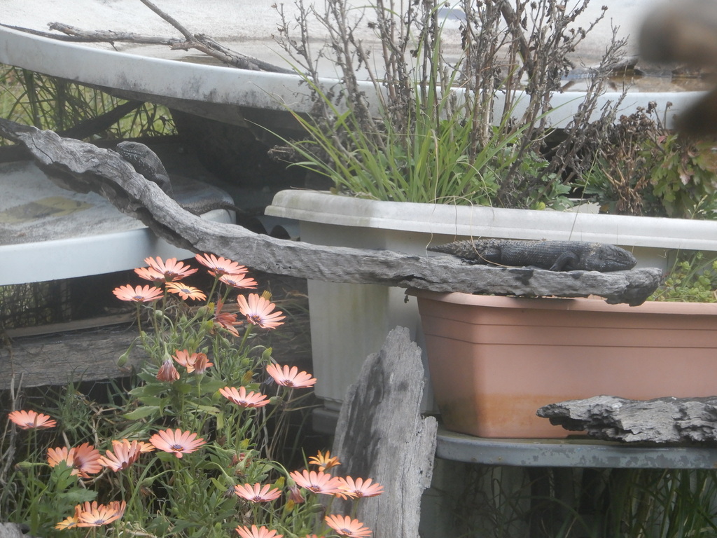 Cunningham's Skink from Upper Tooloom NSW 2475, Australia on September ...