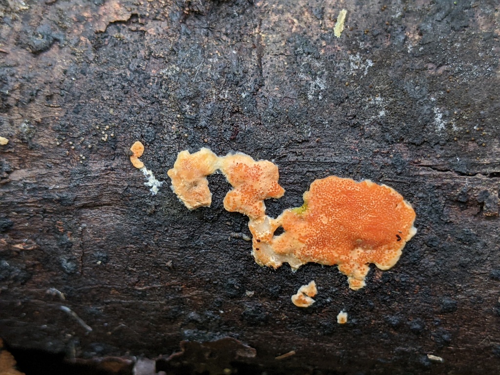 Hypomyces ochraceus from Pontiac Lake Recreation Area on July 28, 2023 ...