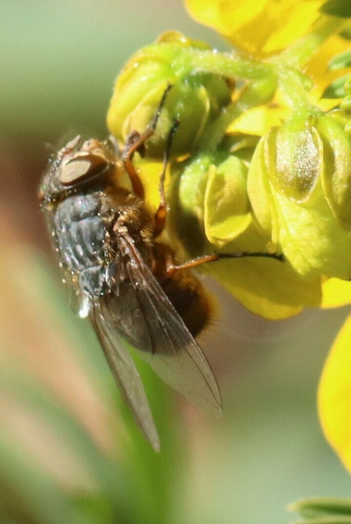 Flies in August 2023 by Nature_Lover. Location: Lower Blue Mountains ...
