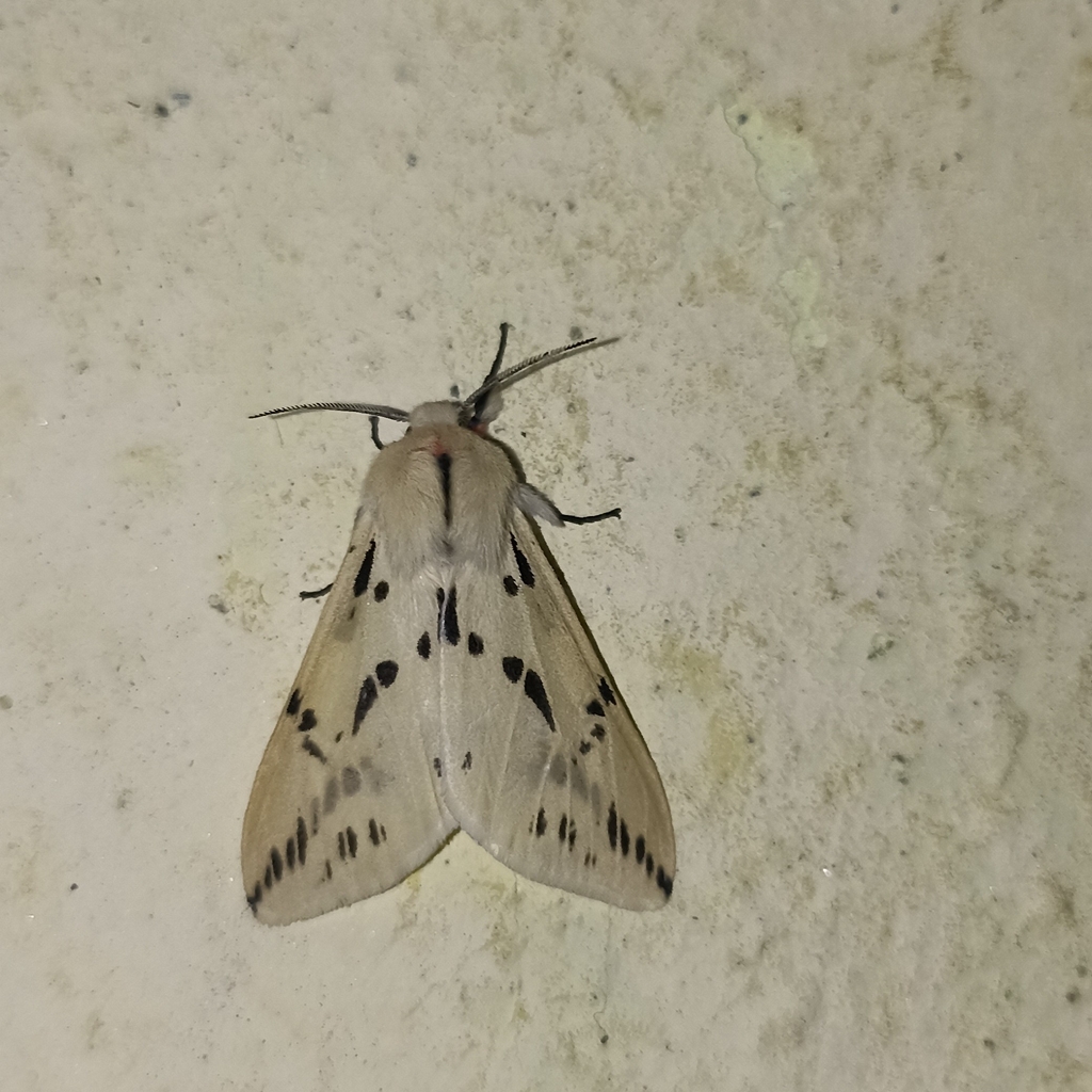 Lemyra stigmata from 36JQ+XMJ, Munsyari, Uttarakhand 262554, India on ...