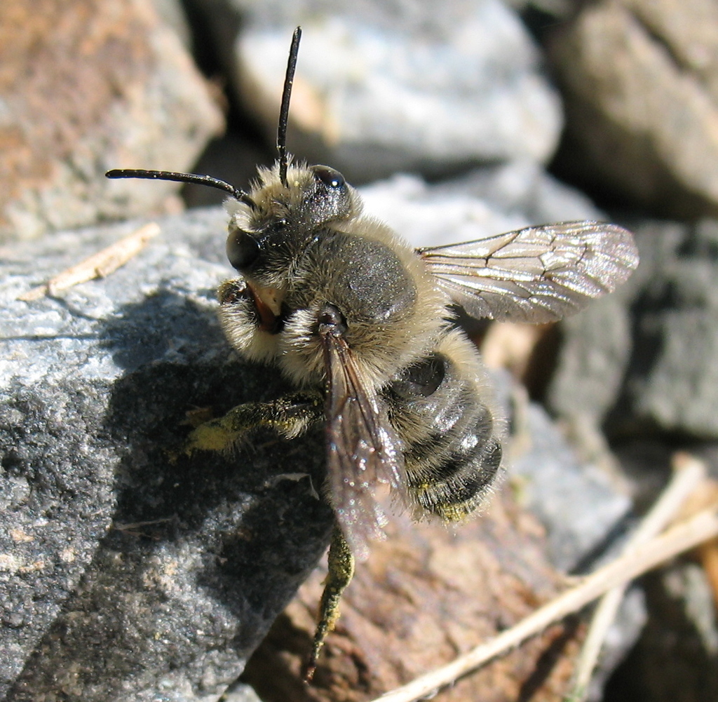 Western Leafcutting Bee (Insects of Olympic National Park) · iNaturalist