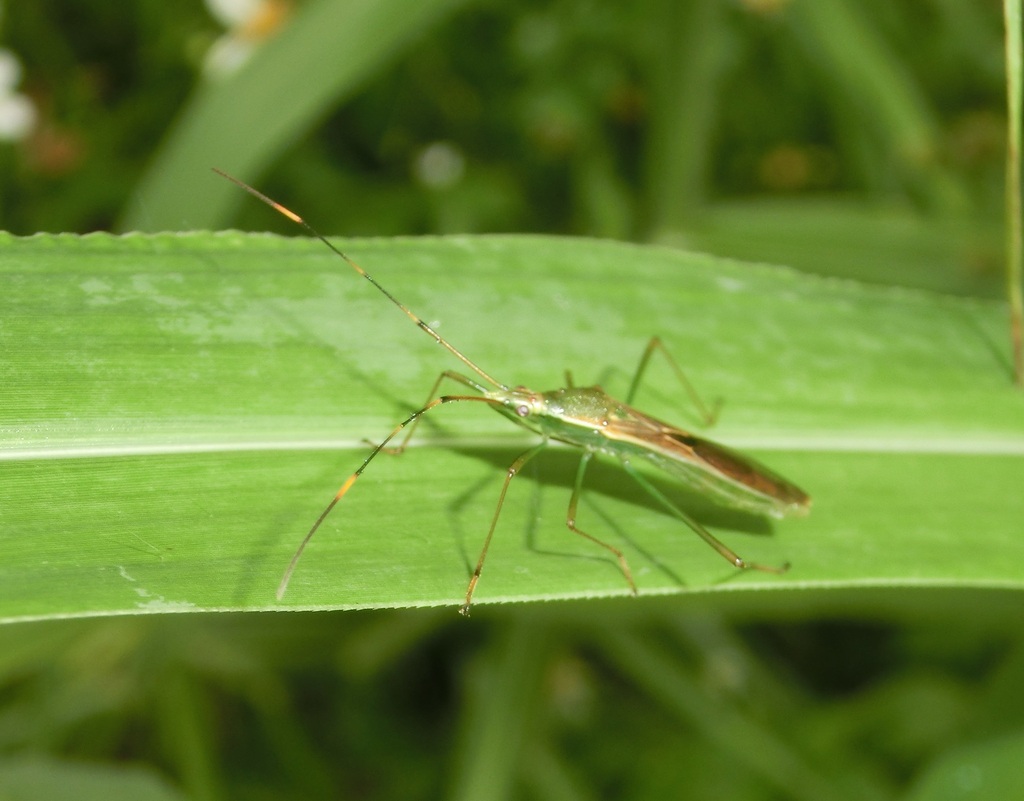 Paddy Bug from 台灣彰化縣 on September 9, 2023 at 04:56 PM by r88621108 ...