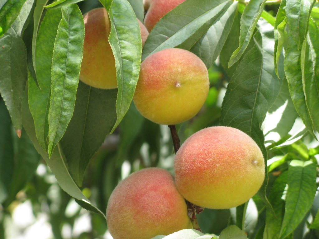 Peach (Prunus persica) - Botanical Realm