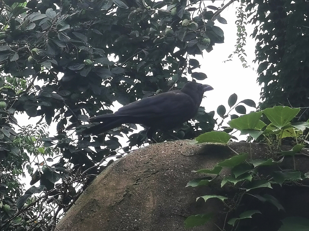 Large-billed Crow from 中国北京市西城区 on August 9, 2022 at 11:49 AM by Yushi ...