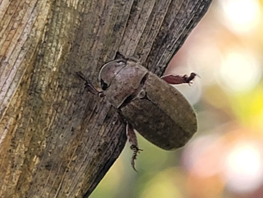 Chinese rose beetle from Papaikou, HI 96781, USA on September 2, 2023 ...