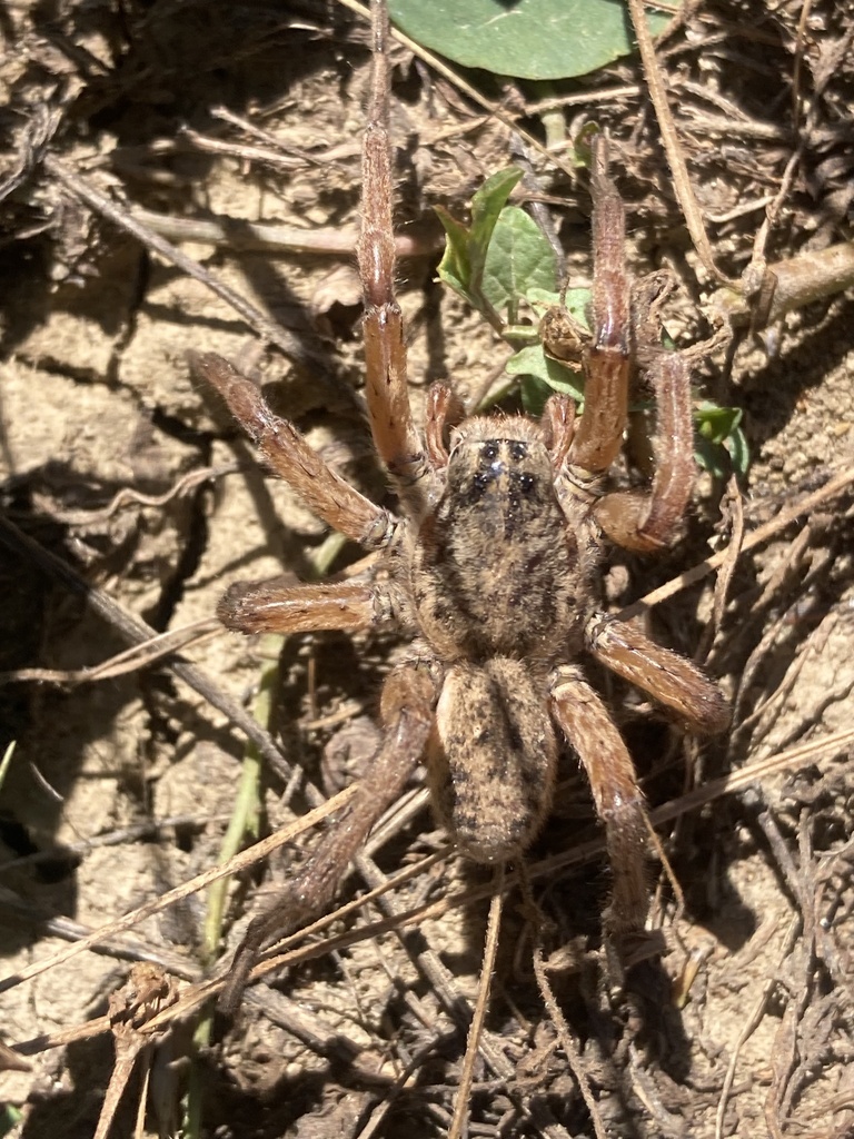 Tigrosa from Littleton, CO, US on September 7, 2023 at 12:01 PM by ...