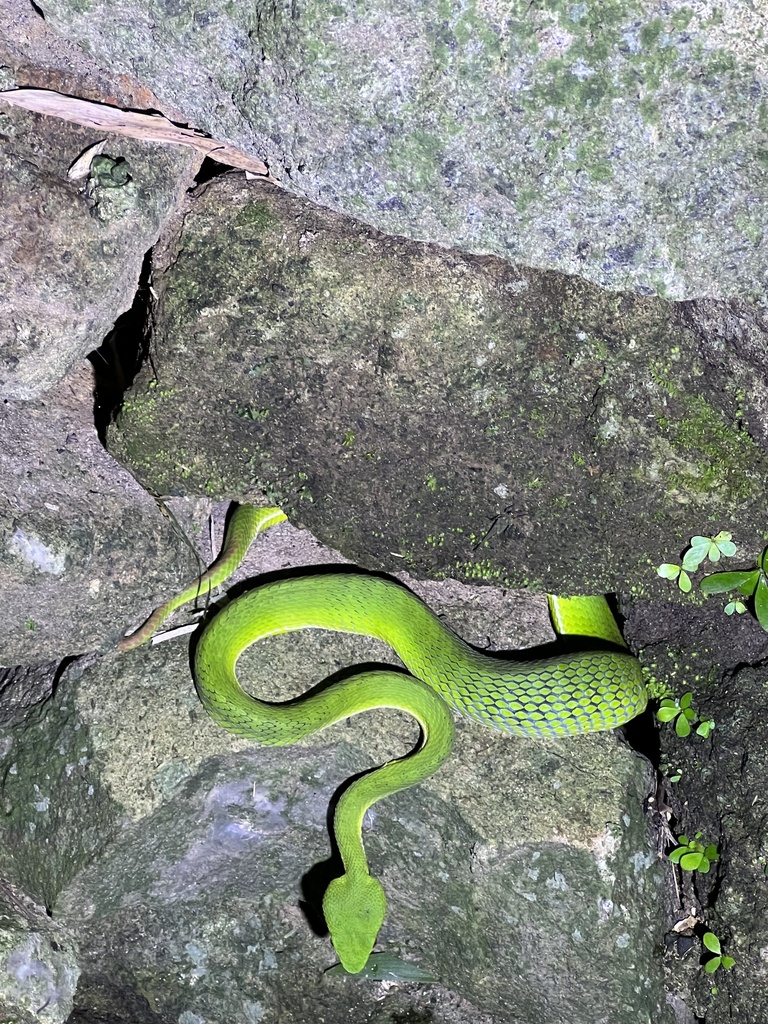 Chinese Green Tree Viper in September 2023 by Liu Rui Wei · iNaturalist