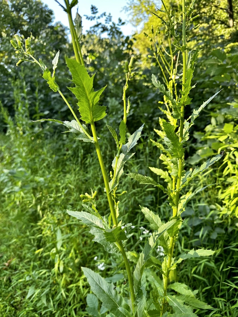 American burnweed from Avery Rd, Rockville, MD, US on September 2, 2023 ...