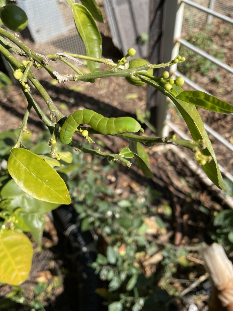 Swallowtails and Parnassians from Gaffney Rd, Willunga, SA, AU on ...