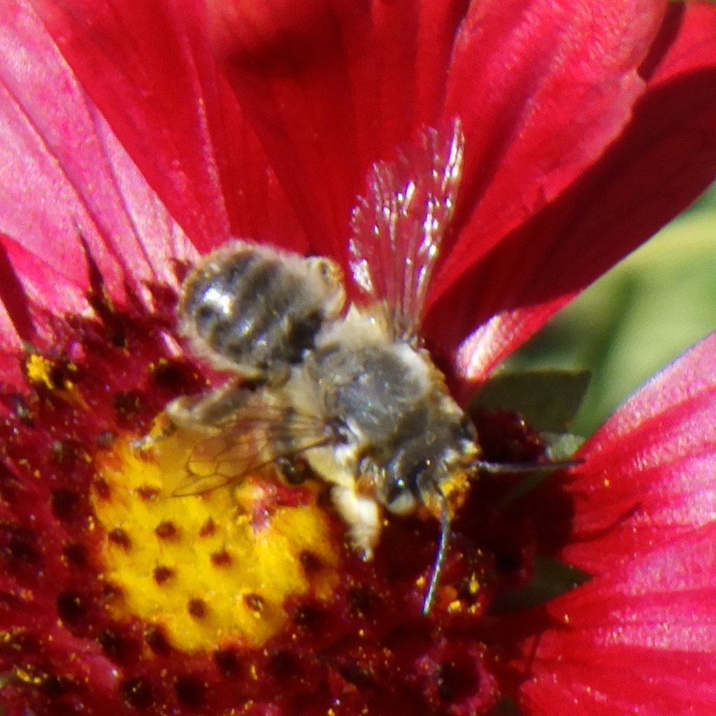Leafcutter, Mortar, and Resin Bees from Audubon-Downriver, Spokane, WA ...