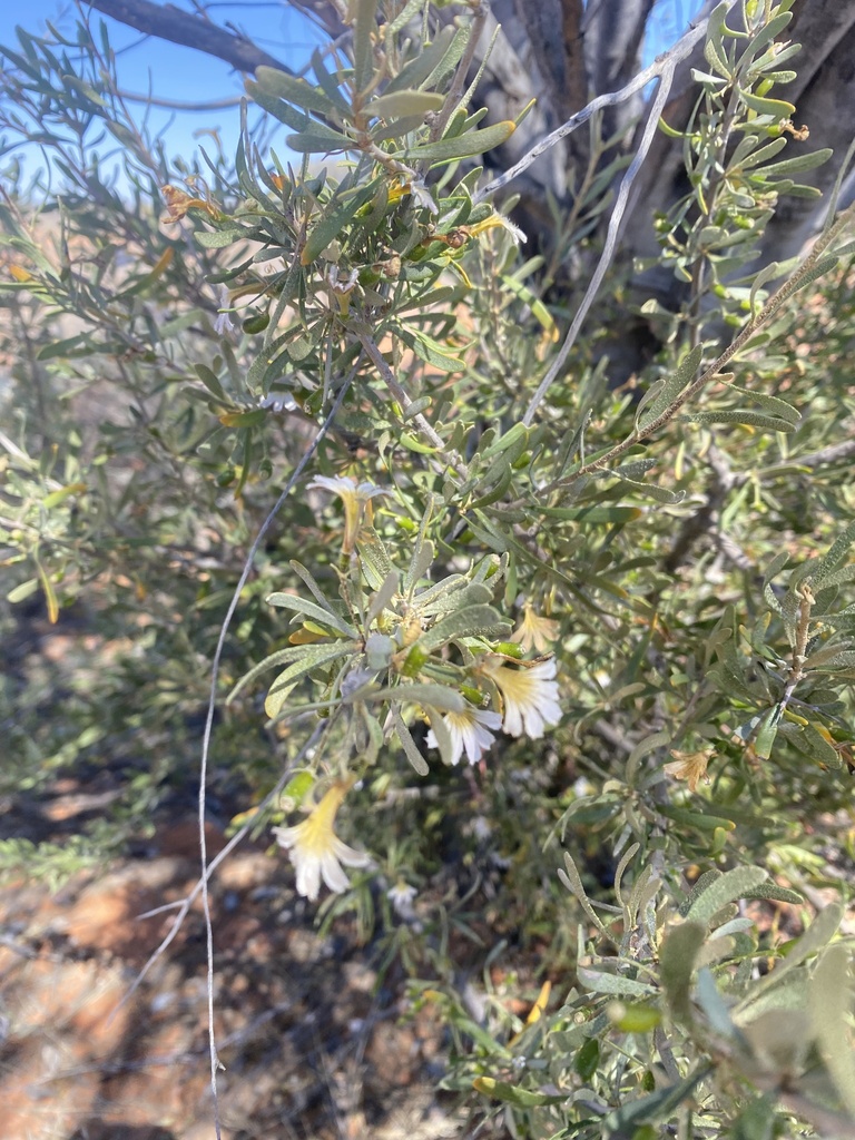 Spiny Fan-flower from Sturt National Park, Tibooburra, NSW, AU on ...