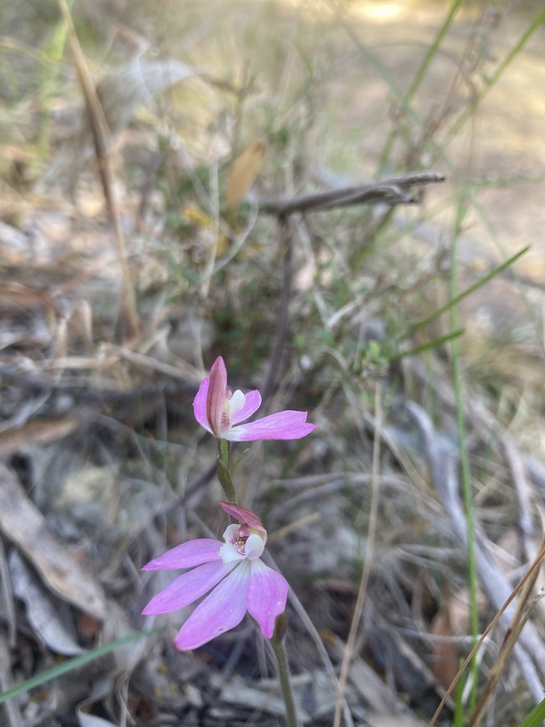 Pink Lady Fingers from Clear View Pde, Hazelbrook, NSW, AU on September ...