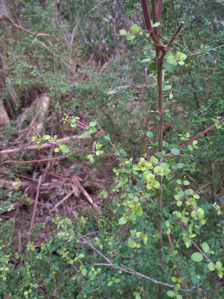 Prickly Currant-Bush from Kallista VIC 3791, Australia on September 10 ...