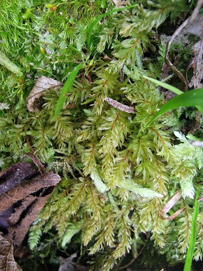 Horn Calcareous Moss from Northpark Copse SSSI West Sussex, UK on ...