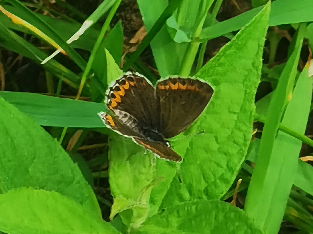Reverdin's Blue from 中国北京市朝阳区 on August 12, 2022 at 01:13 PM by Yushi ...