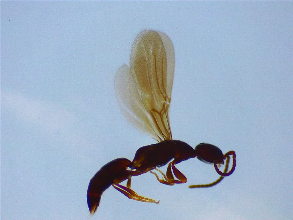Flat wasps from Orakei, Auckland, New Zealand on April 4, 2023 by ...